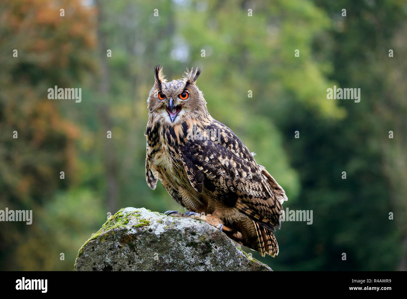 Bubo bubo eagle owl hi-res stock photography and images - Alamy