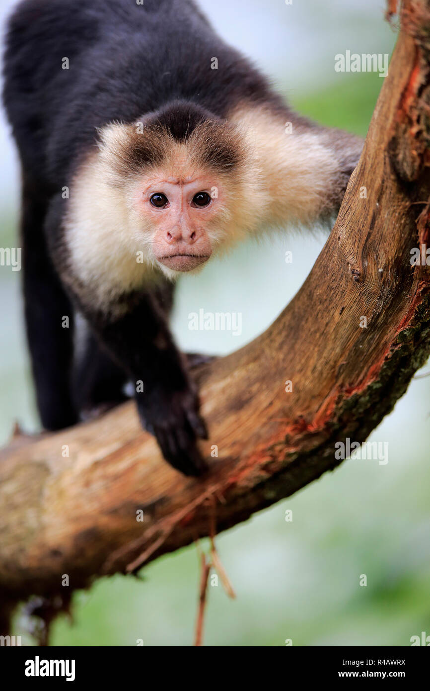 White Headed Capuchin, adult male on tree, South America, (Cebus ...