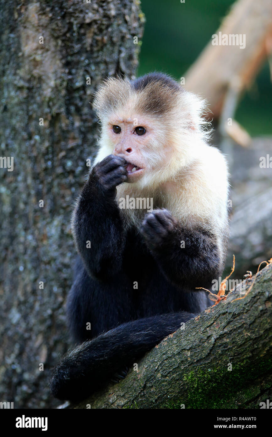 White headed capuchins hi-res stock photography and images - Alamy