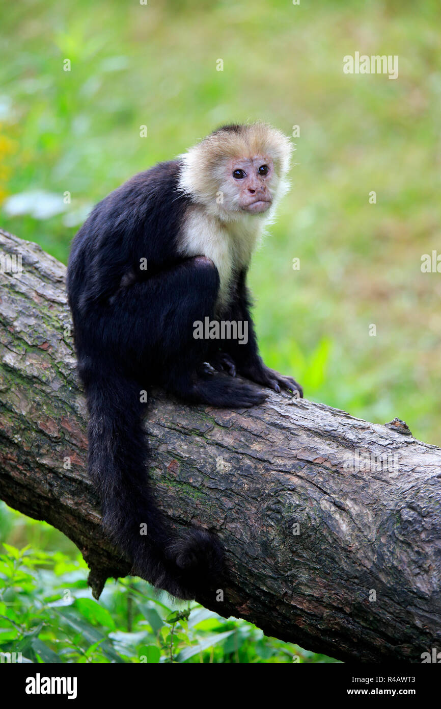 White headed capuchin hi-res stock photography and images - Alamy