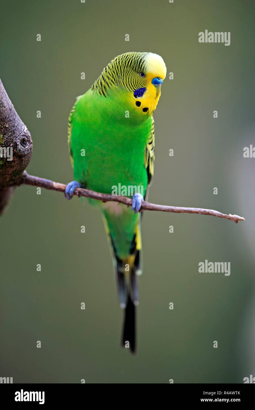 Budgerigar australia hi-res stock photography and images - Alamy