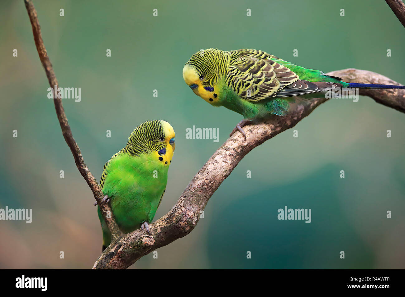 Budgerigar australia hi-res stock photography and images - Alamy