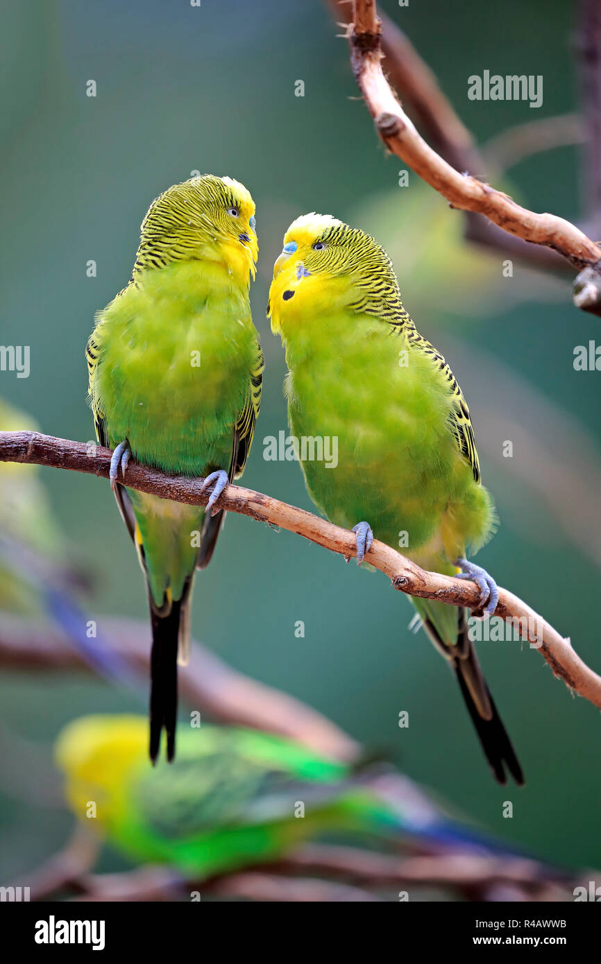 Budgerigar hi-res stock photography and images - Alamy