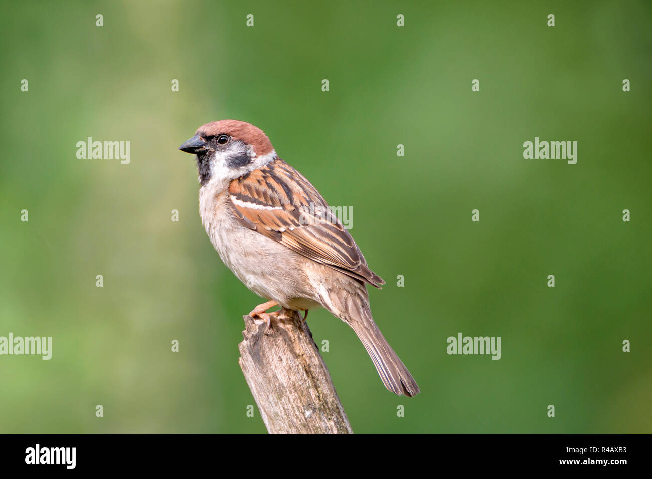 Eurasian tree sparrow, Lower Saxony, Germany, (Passer montanus Stock ...