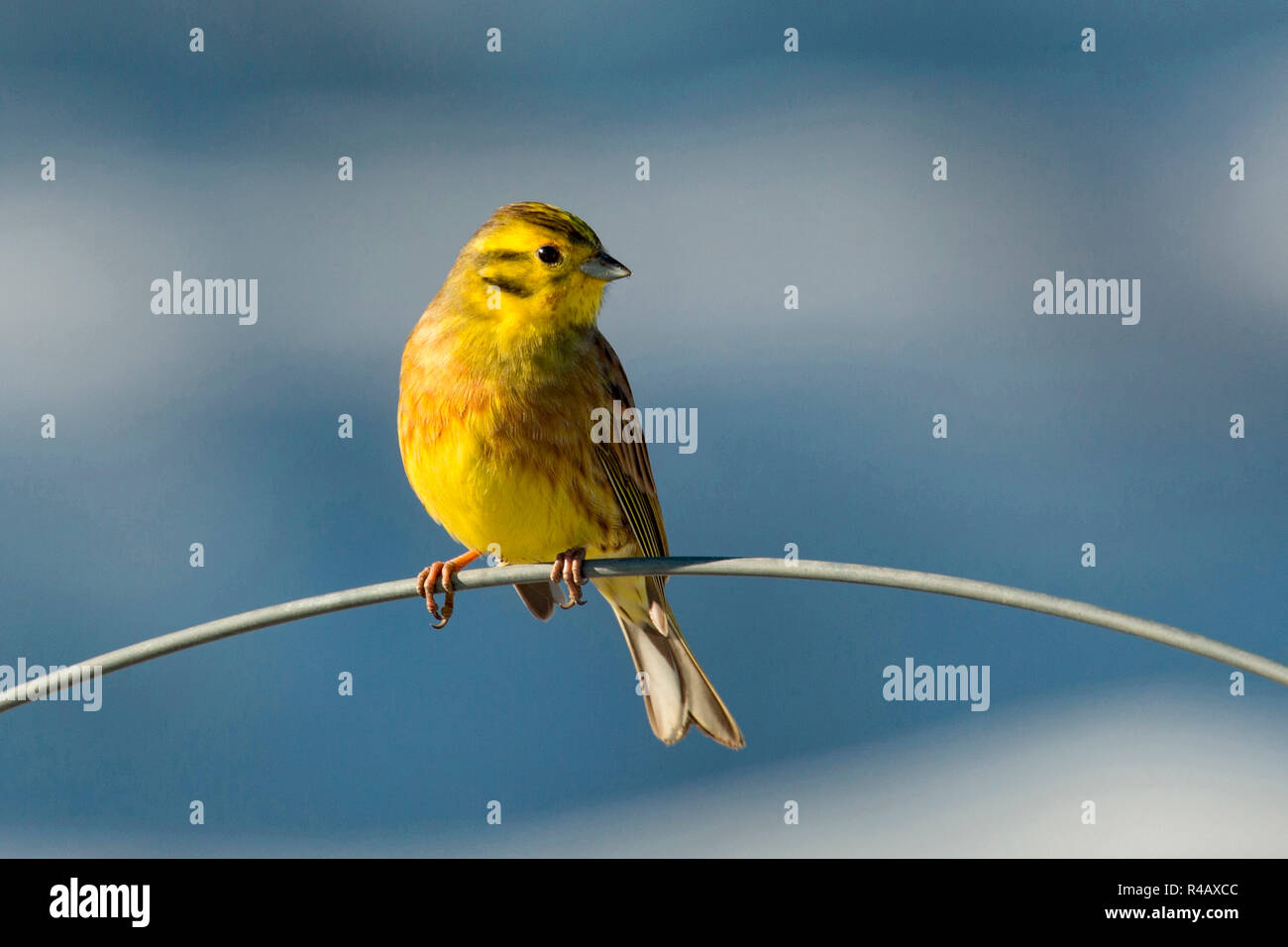 yellowhammer, male, (Emberiza citrinella Stock Photo - Alamy