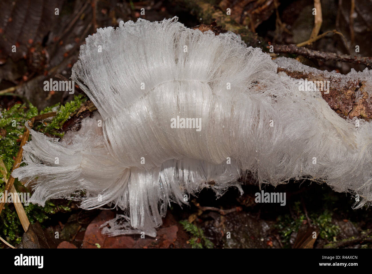 Hair ice hi-res stock photography and images - Alamy