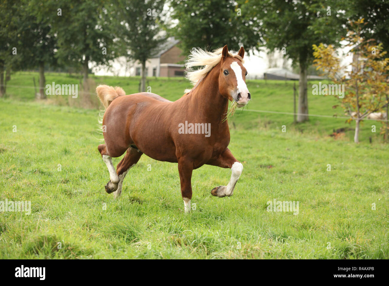 Chestnut welsh pony with blond hair running on green grass Stock Photo ...