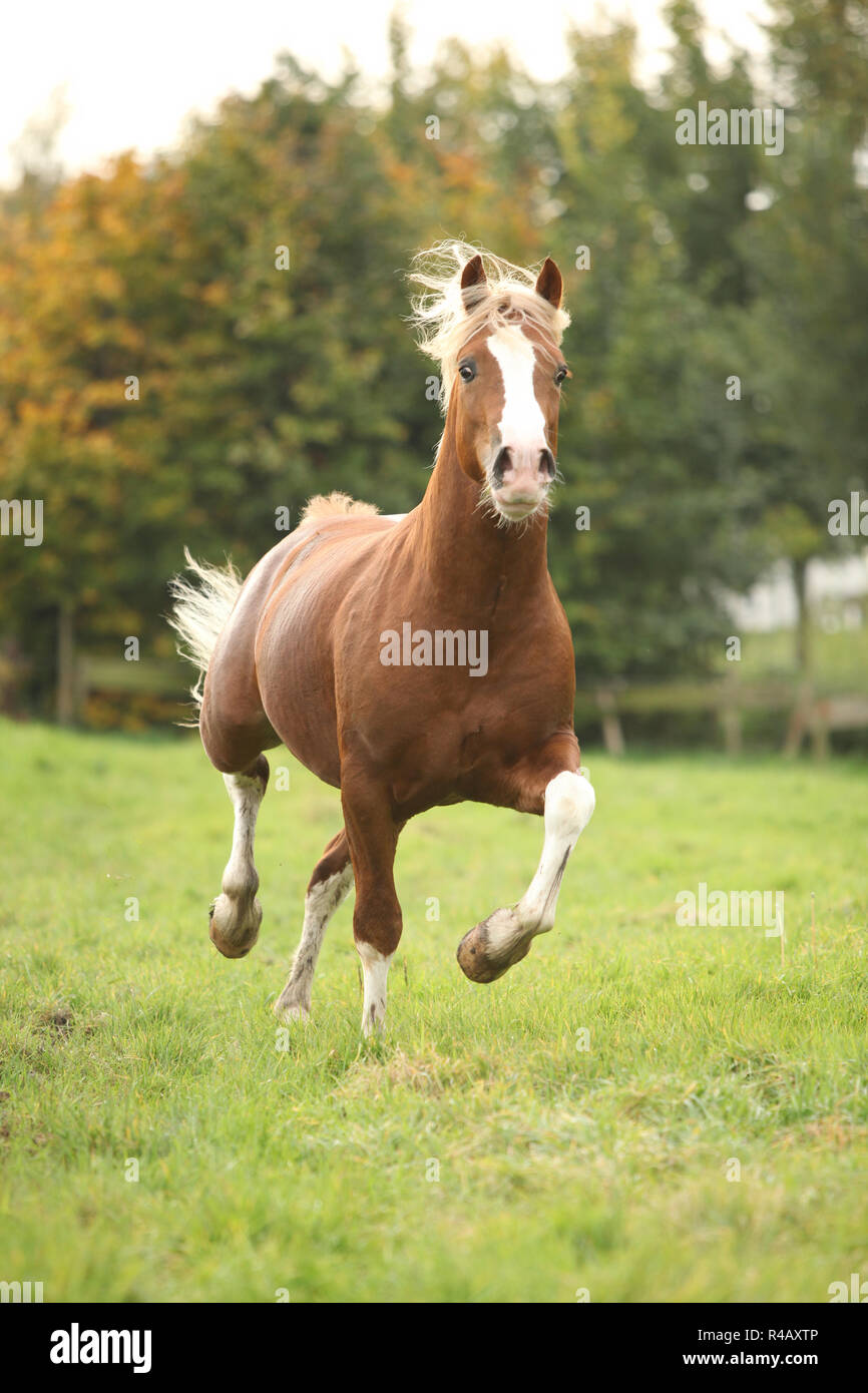 Chestnut welsh pony stallion with blond hair running on pasturage Stock ...