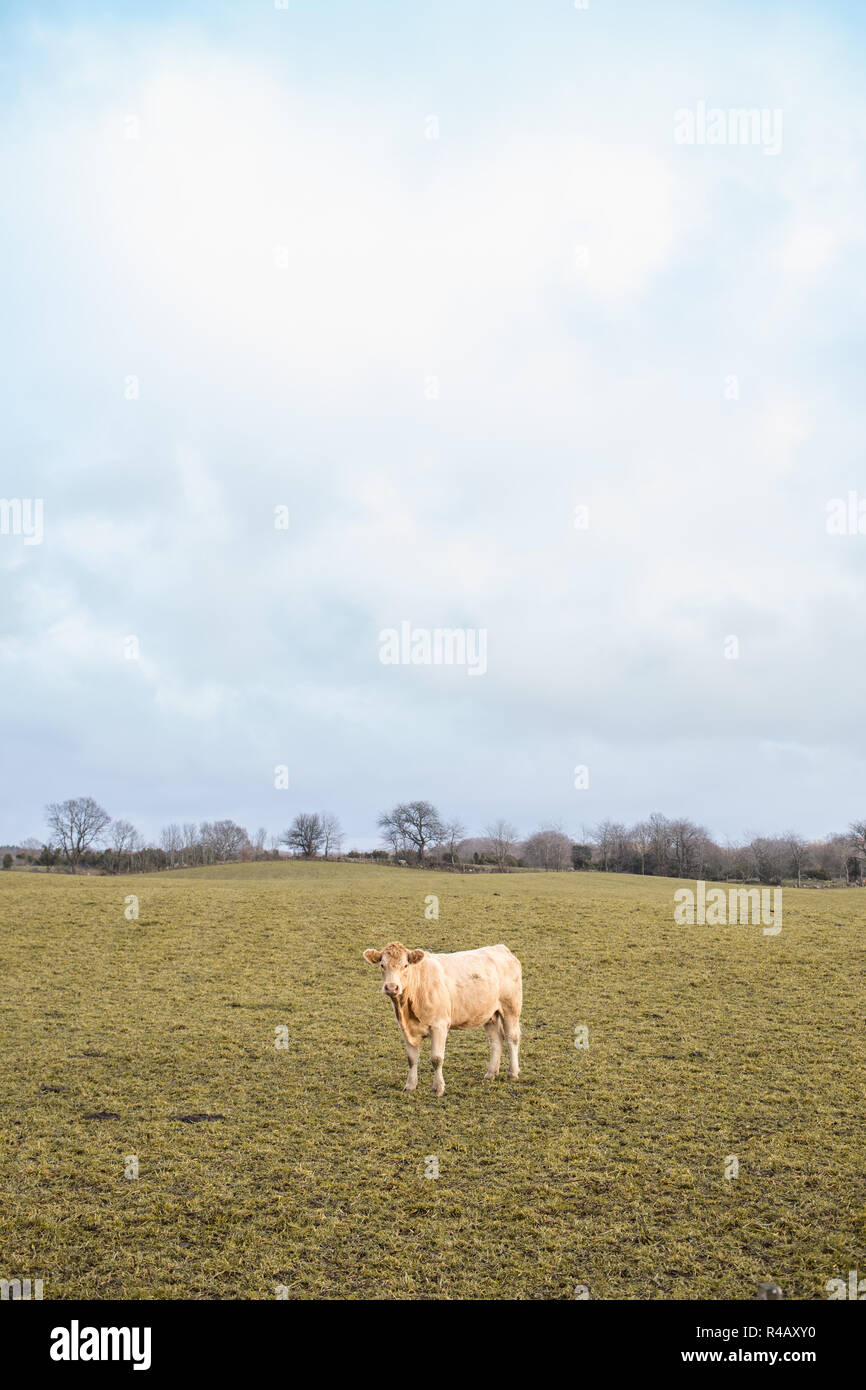 A single cow in a Scandinavian autumn landscape Stock Photo - Alamy