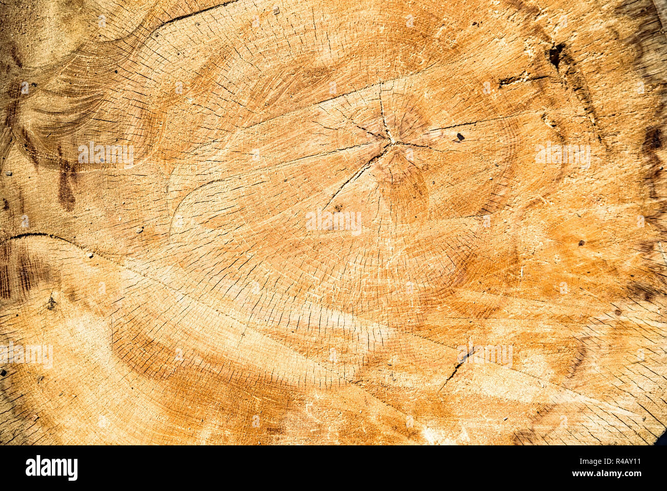 Wood texture of cut tree close up image Stock Photo - Alamy