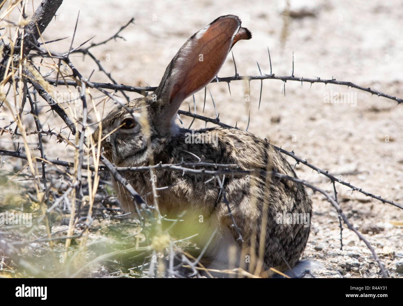 Desert Hare Stock Photos & Desert Hare Stock Images - Alamy