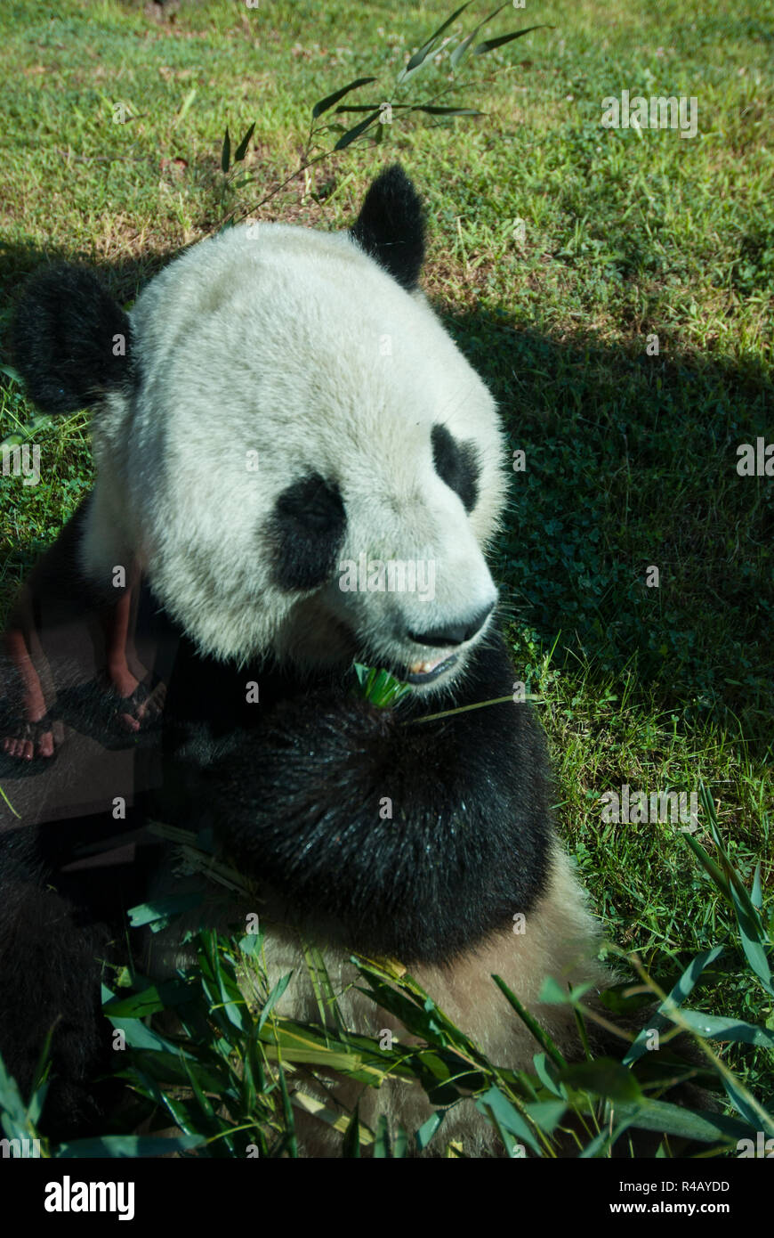 Panda eating bamboo in National Zoo Stock Photo - Alamy