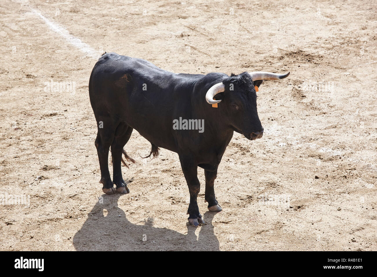 Fighting bull in the arena. Bullring. Toro bravo. Spain. Horizontal ...