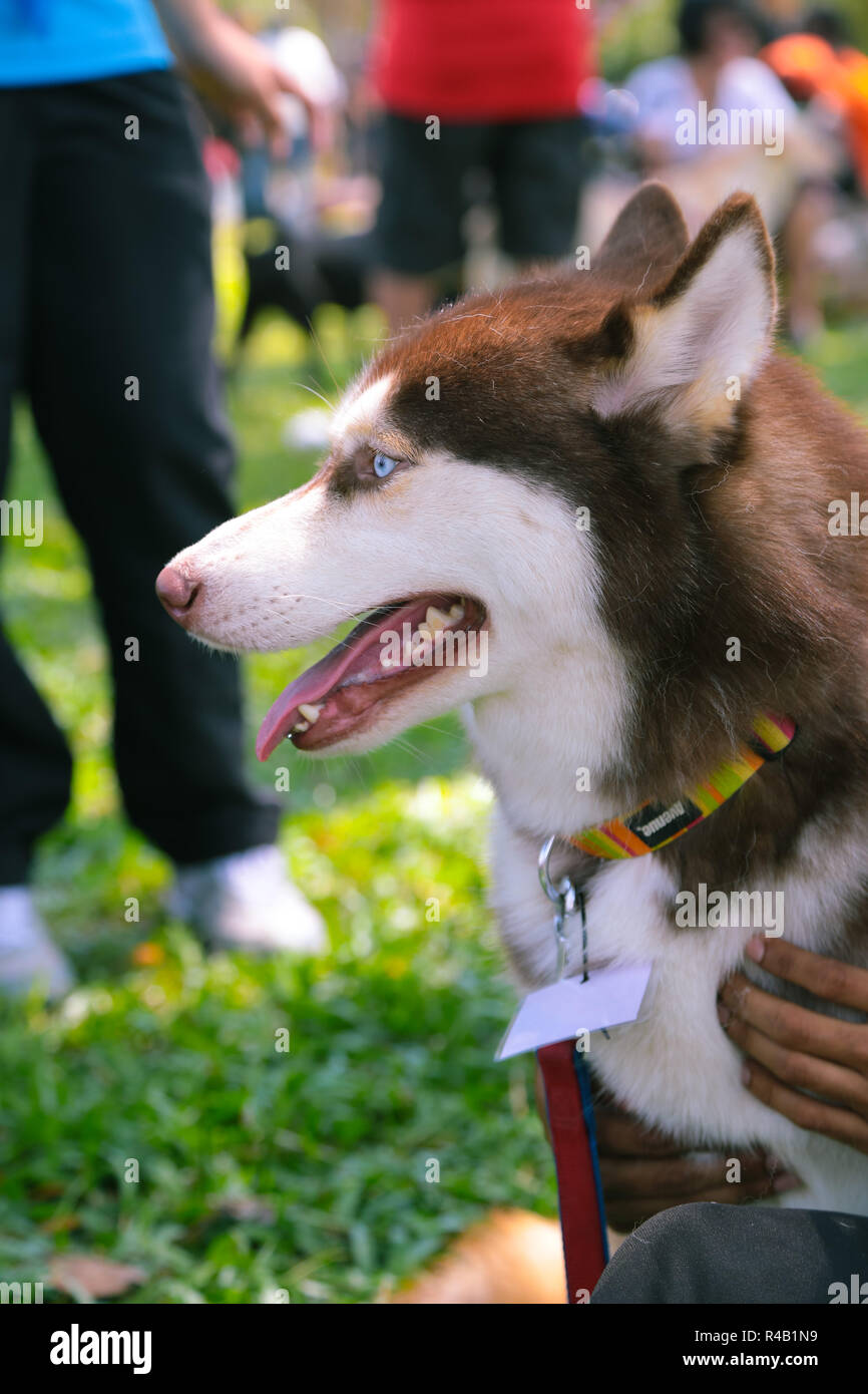 Asian family walk garden dog hi-res stock photography and images - Alamy
