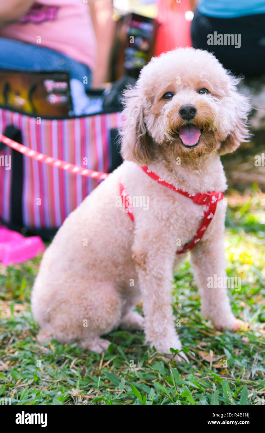 A poodle dog at an outdoor family outing Stock Photo - Alamy