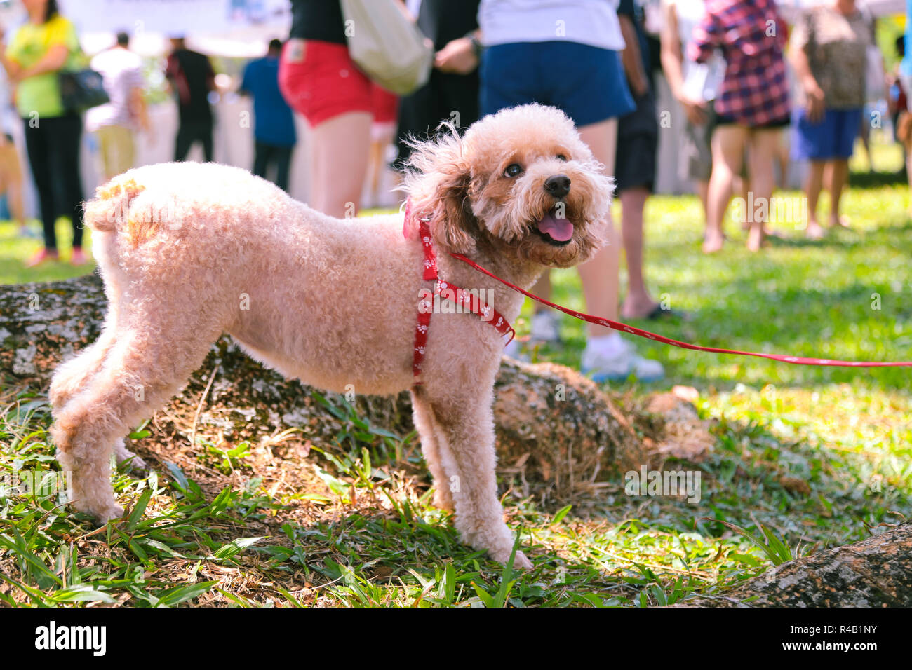 Asian family walk garden dog hi-res stock photography and images - Alamy