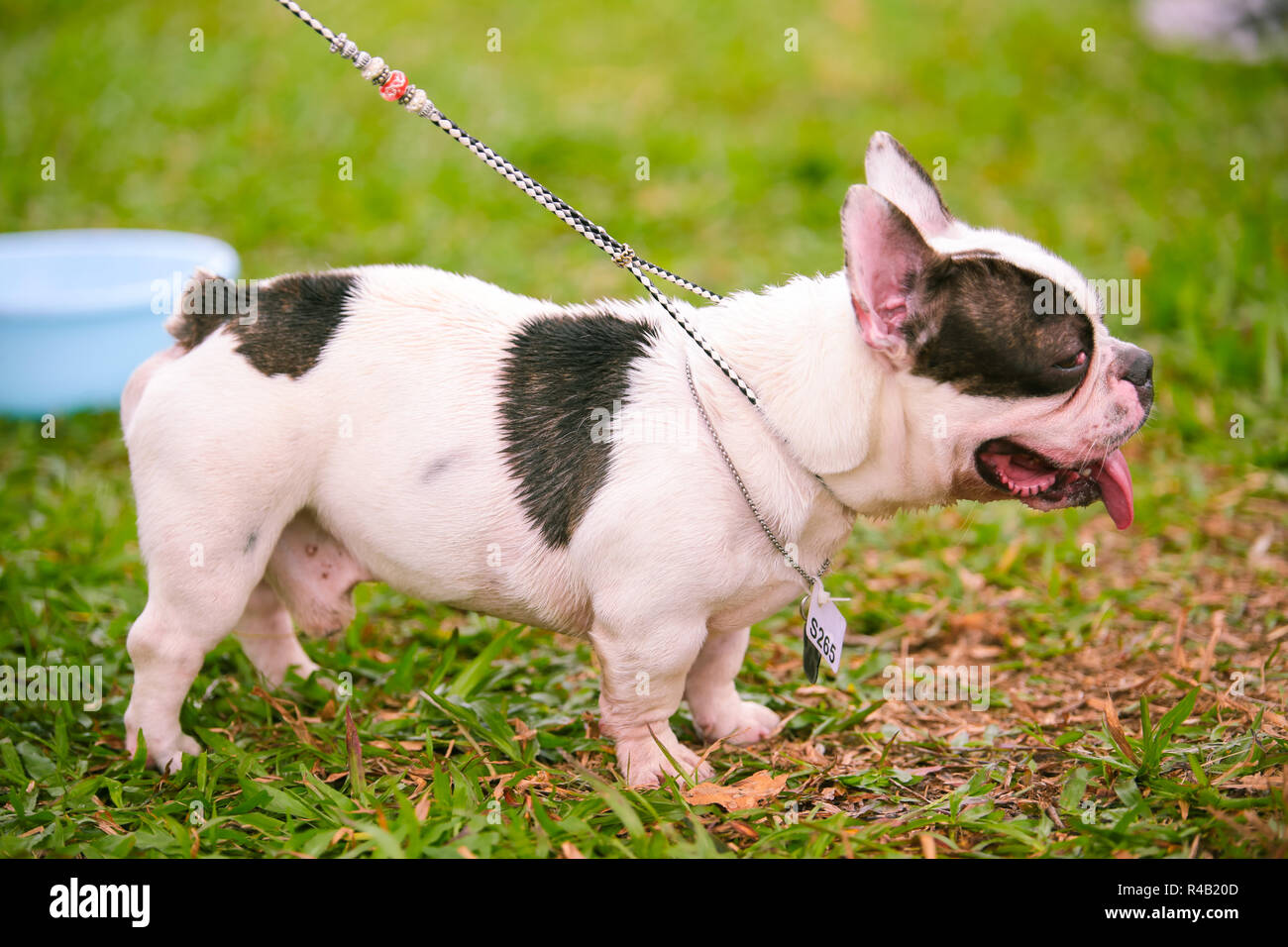 Asian family walk garden dog hi-res stock photography and images - Alamy