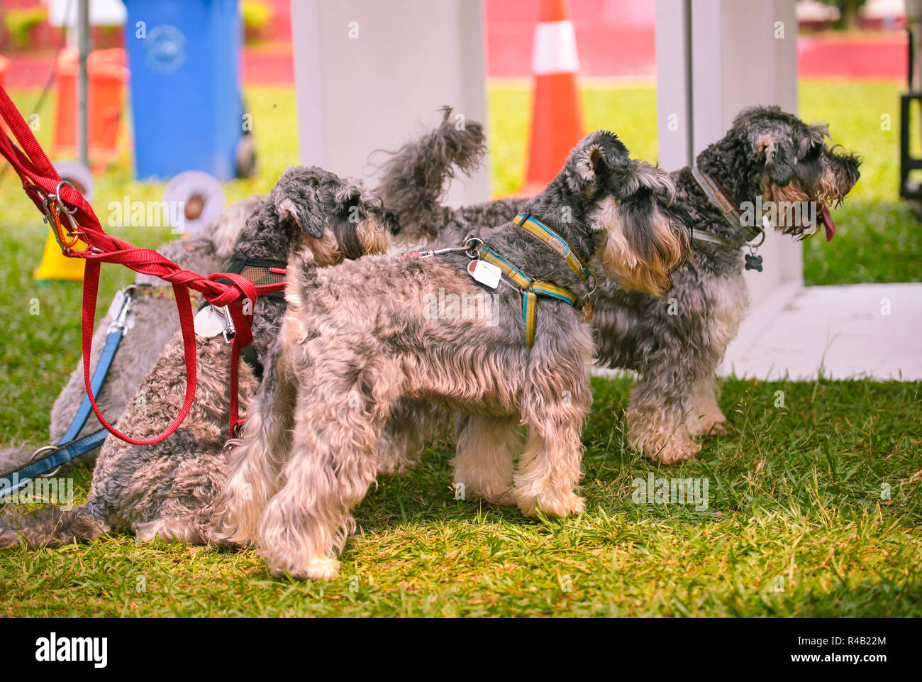 A family of terrier dogs at an outdoor outing Stock Photo - Alamy