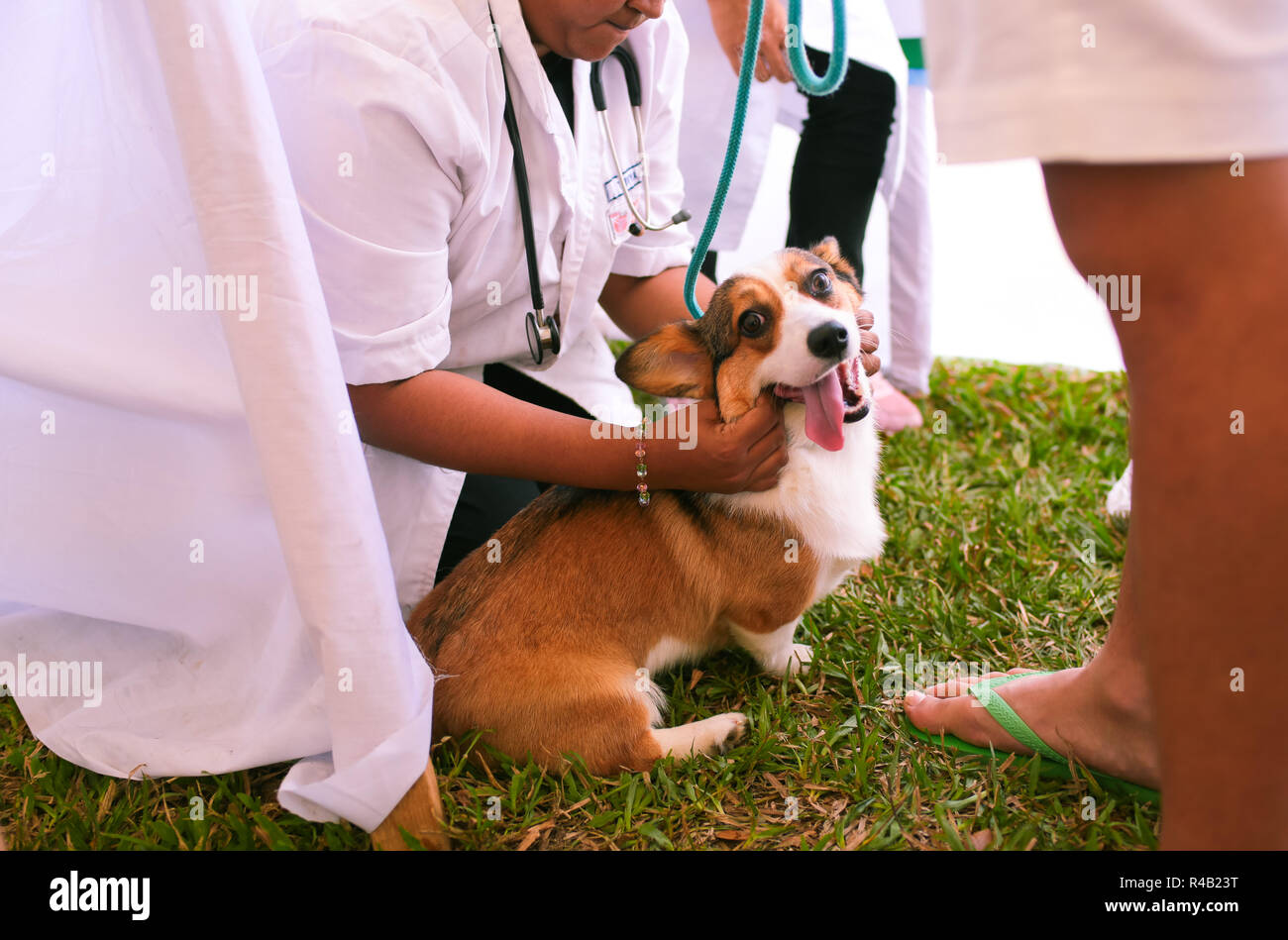Veterinary activity hi-res stock photography and images - Alamy