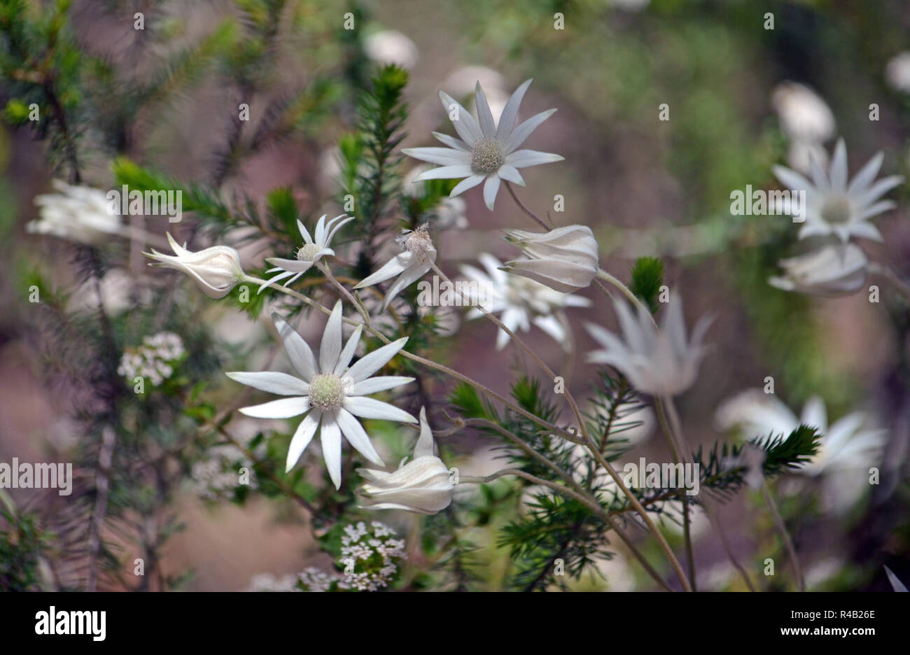 Flannel flowers hi-res stock photography and images - Alamy