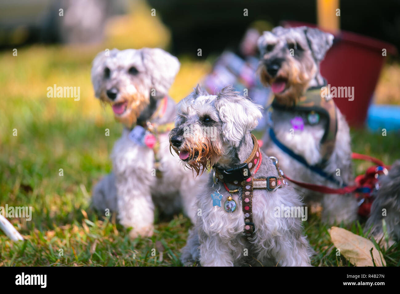 A family of terrier dogs at an outdoor dog outing Stock Photo - Alamy