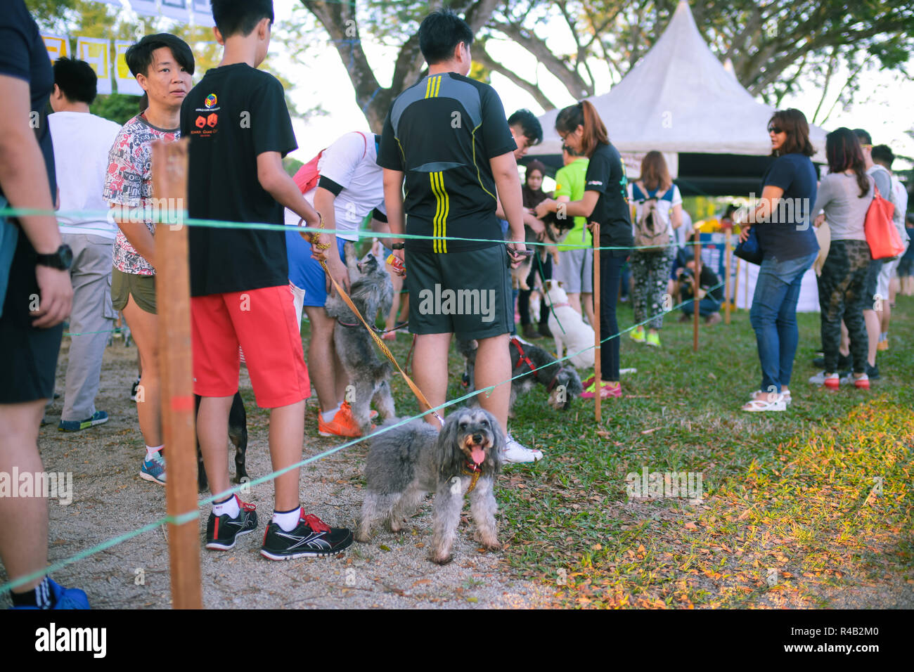 Dog owners gather at an outdoor veterinary clinic and dog meets Stock ...