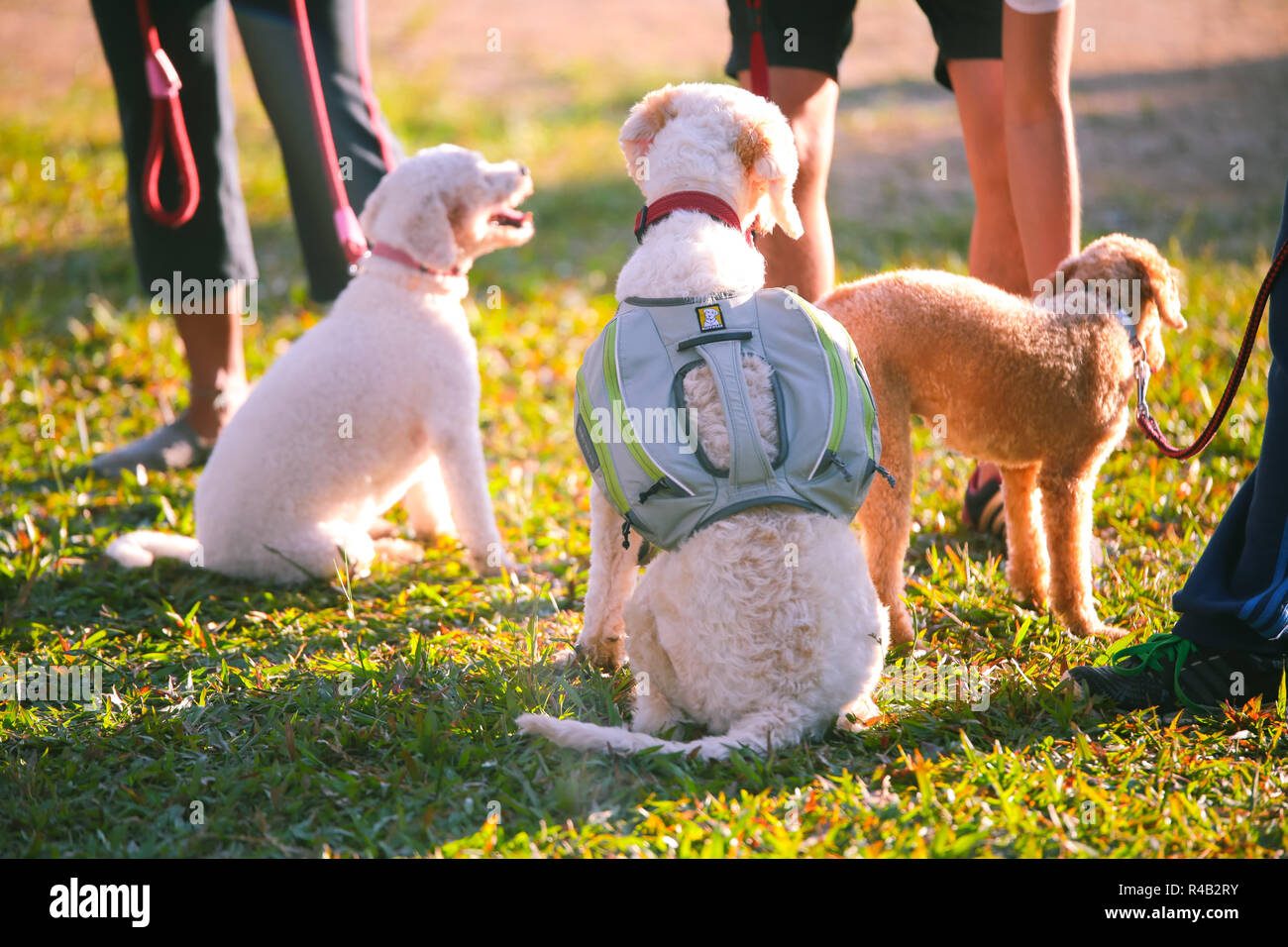 Dog lovers and their pets at an outdoor dog gathering Stock Photo - Alamy