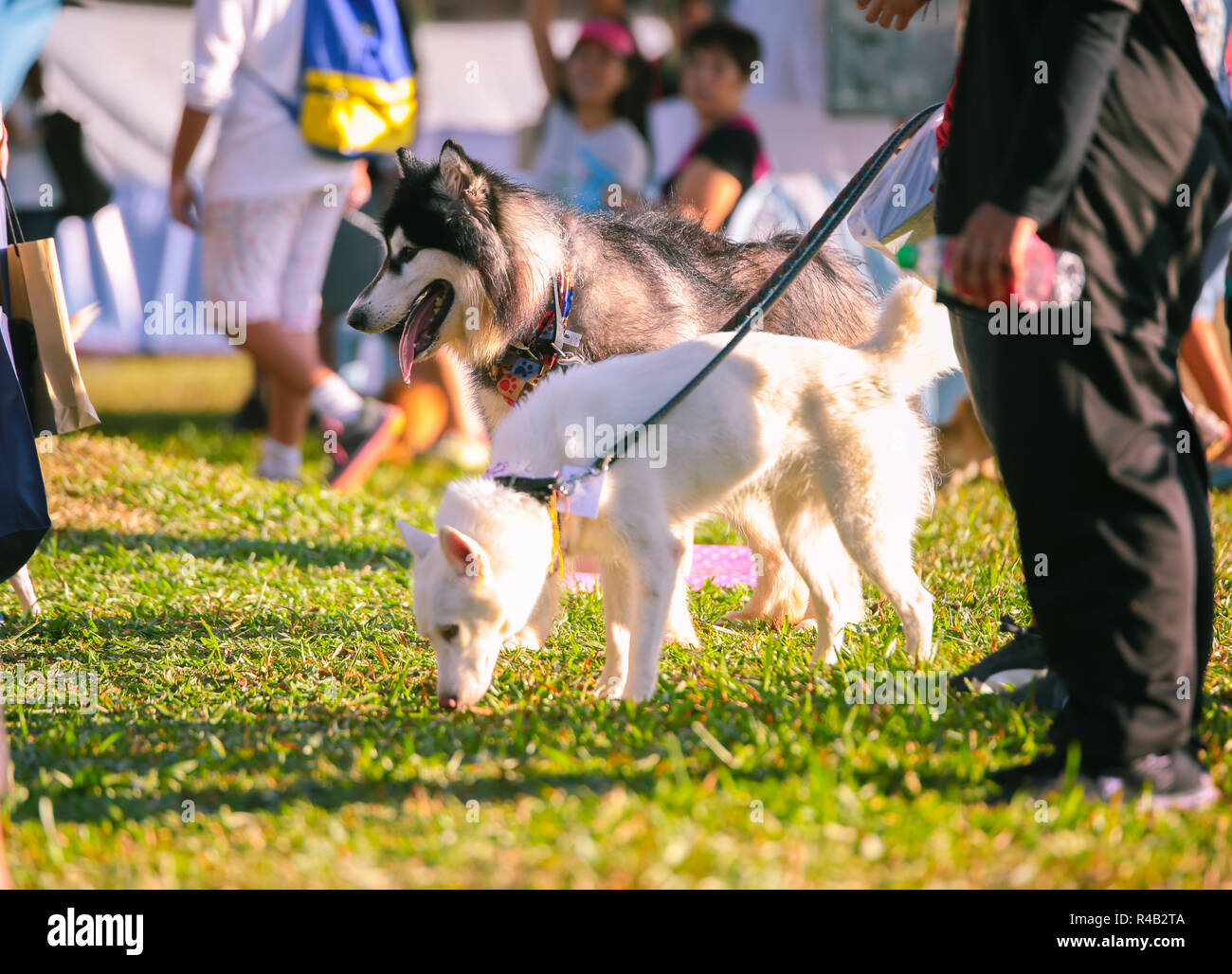 Dog lovers and their pets at an outdoor dog gathering Stock Photo - Alamy
