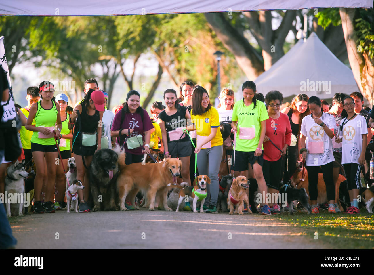 Dogs and their masters on the starting line of a fun dog race Stock ...