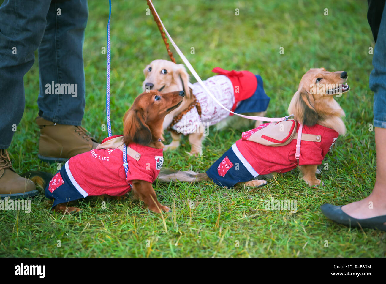 Family of sheepdogs hi-res stock photography and images - Alamy