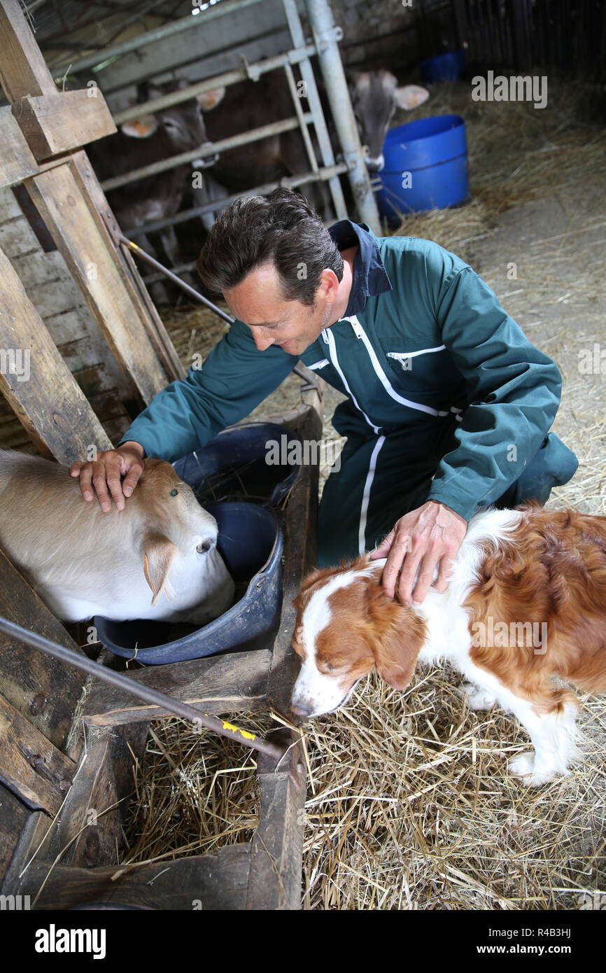 Cheerful farmer petting cows in barn Stock Photo - Alamy
