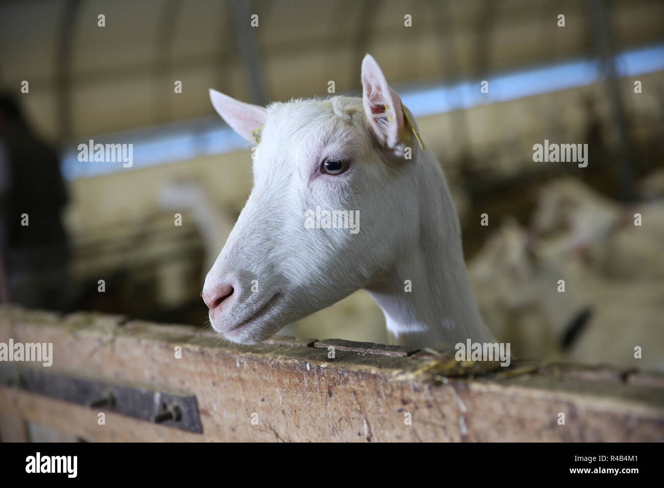 Closeup of goat inside barn Stock Photo - Alamy