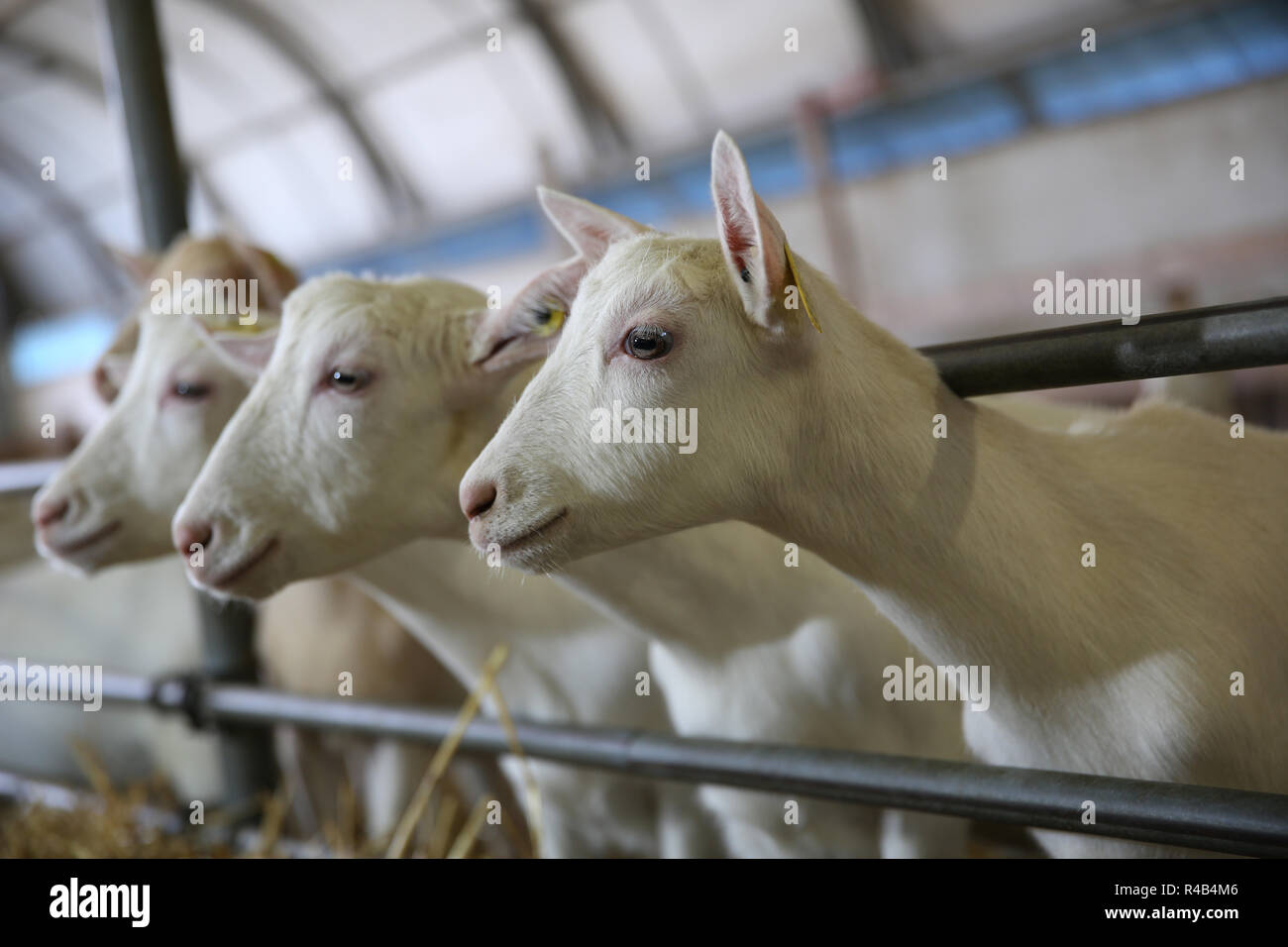 Closeup of goats inside barn Stock Photo - Alamy