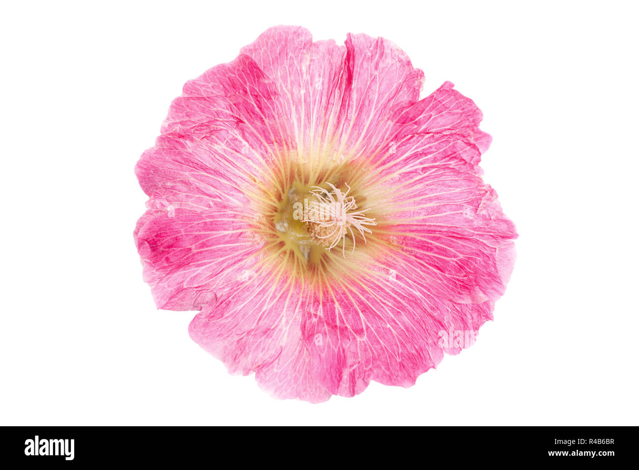 Mallow flower head closeup isolated on white background Stock Photo - Alamy