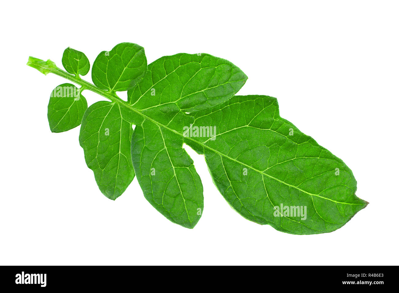 Tomato leaf closeup isolated on white background Stock Photo - Alamy