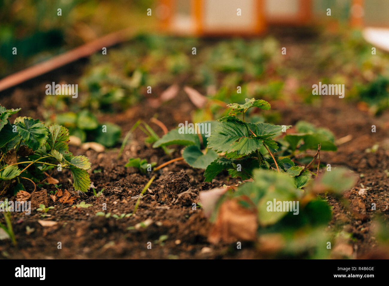 Strawberry bush growing on hi-res stock photography and images - Alamy