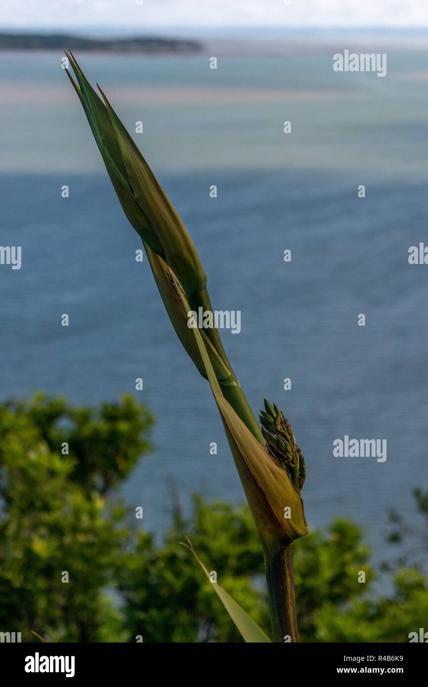 Manukau harboiur hi-res stock photography and images - Alamy