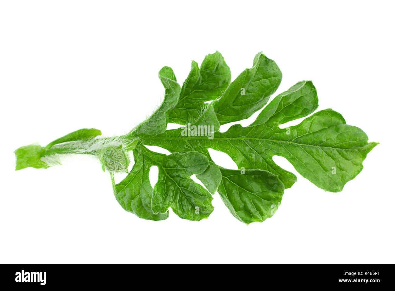 Watermelon leaf hi-res stock photography and images - Alamy
