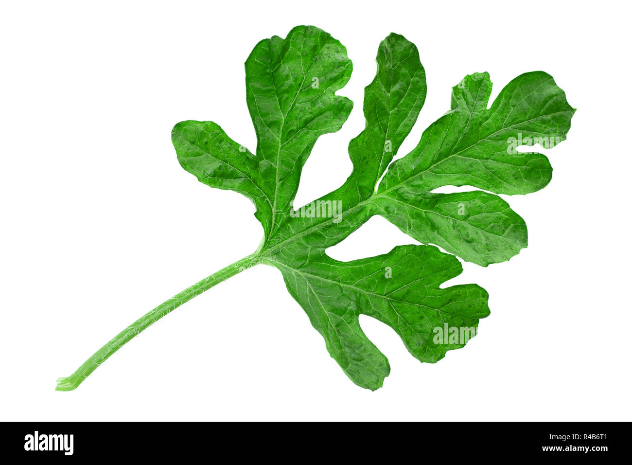 Watermelon leaf hi-res stock photography and images - Alamy