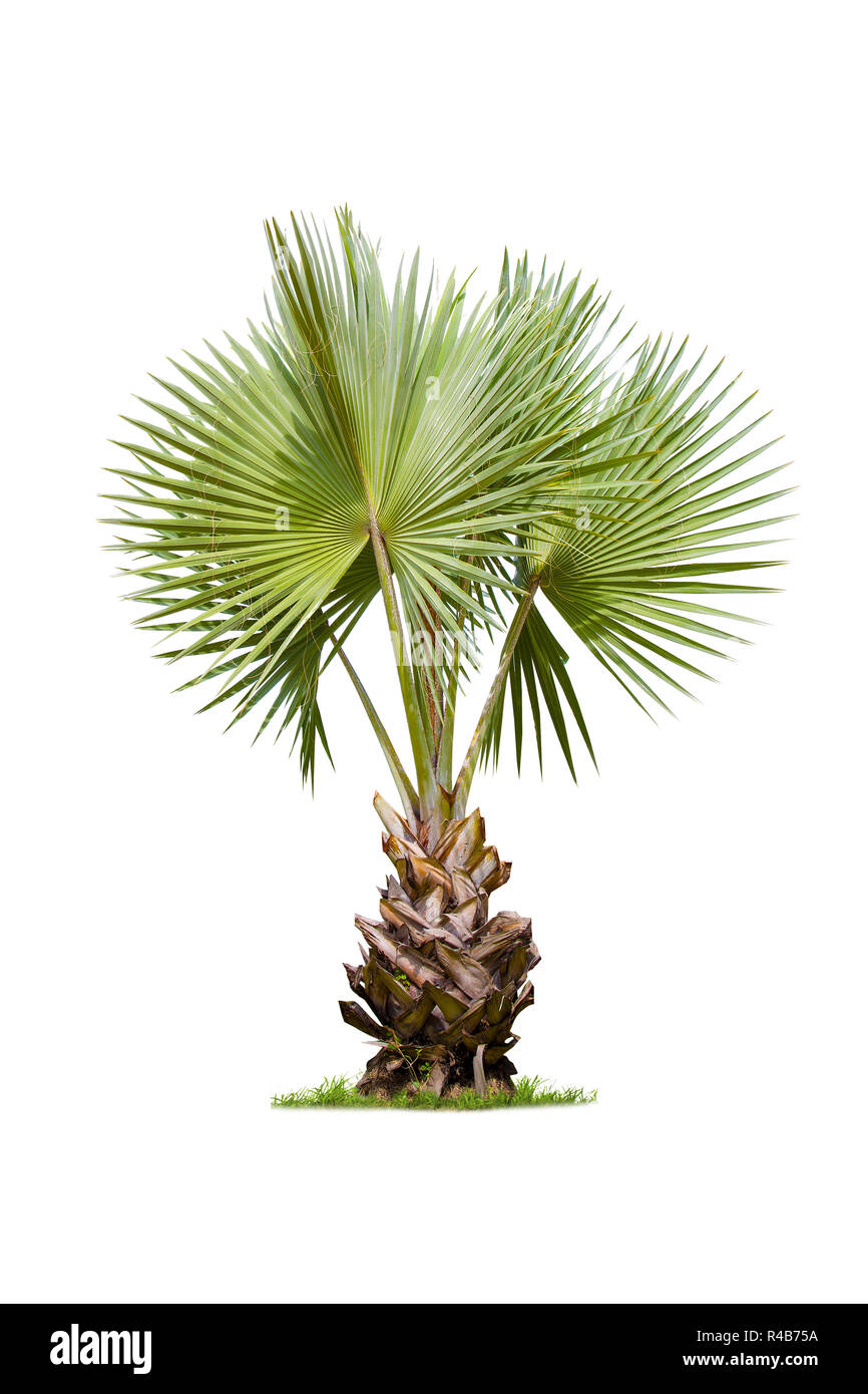 Rainforest palm trees in Cut Out Stock Images & Pictures - Alamy