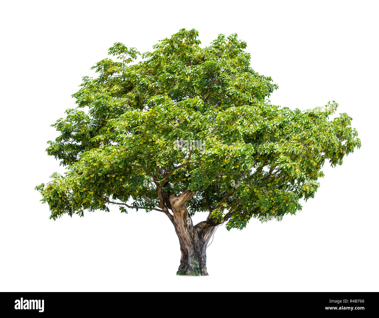 Tall Tree White Background