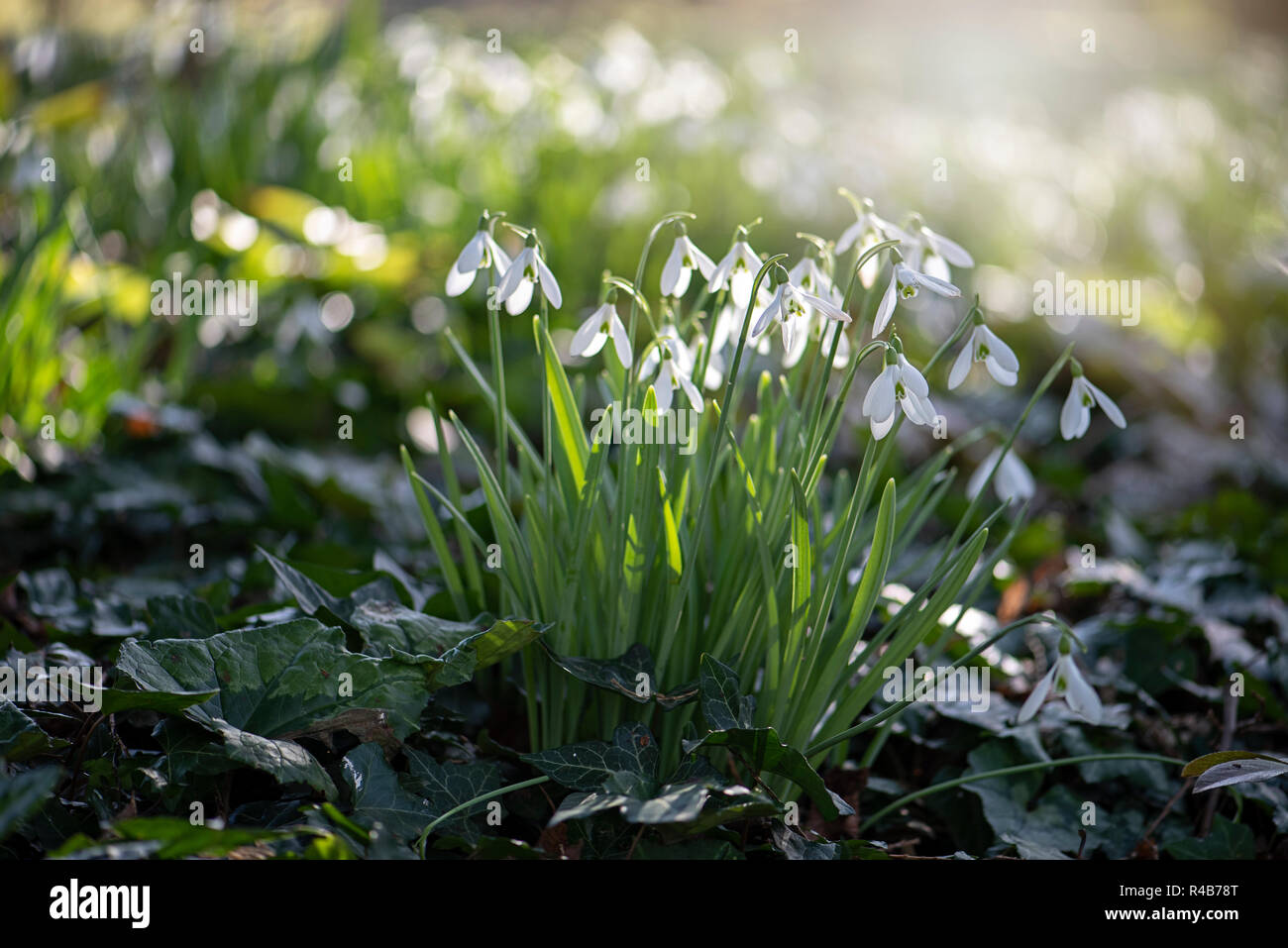 Close-up image of the beautiful spring flowering Common white Snowdrop ...