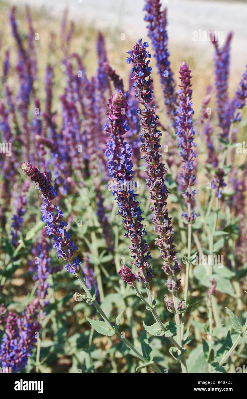 Salvia deserta perennial plant that is native to Xinjiang province in ...