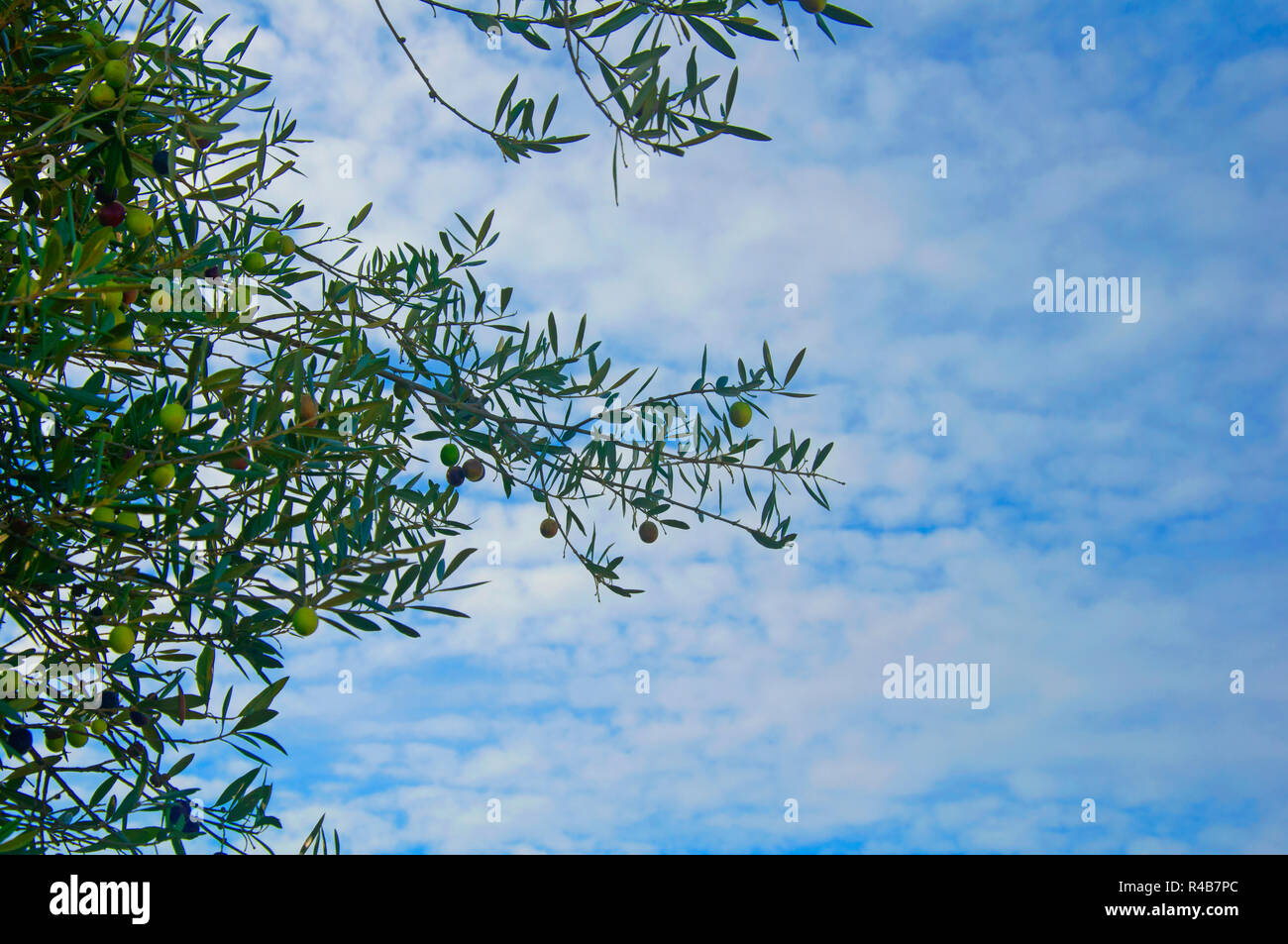 Olive tree branch in the blue sky background Stock Photo - Alamy