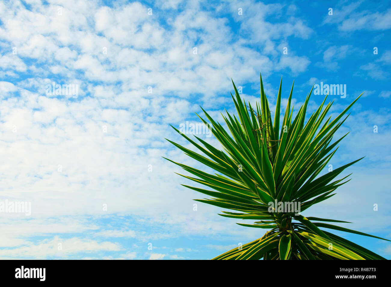 Top of the palm tree in the blue sky background, autumn Stock Photo - Alamy