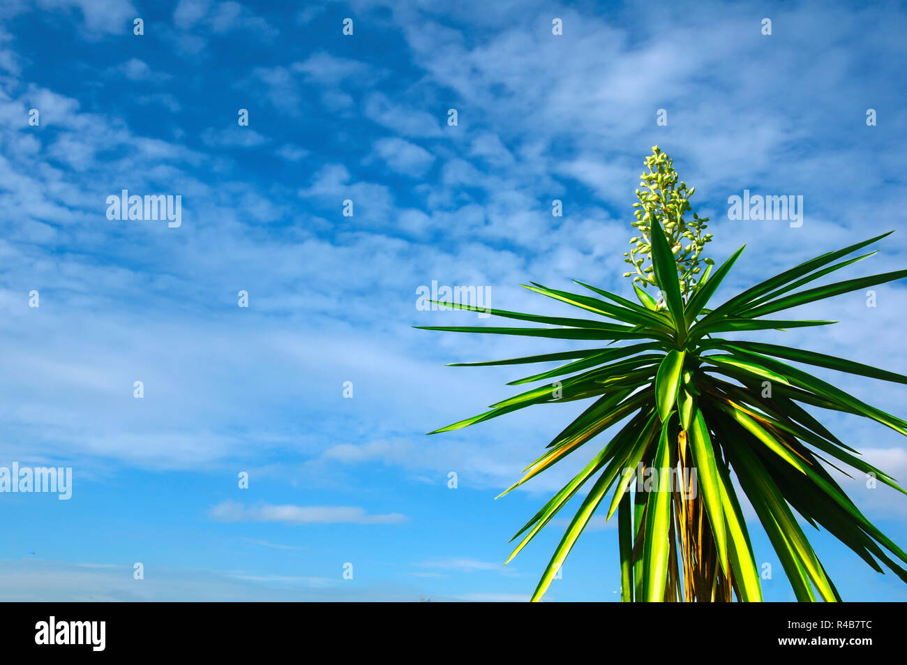 Top of the palm tree with flowers in the blue sky background, autumn ...