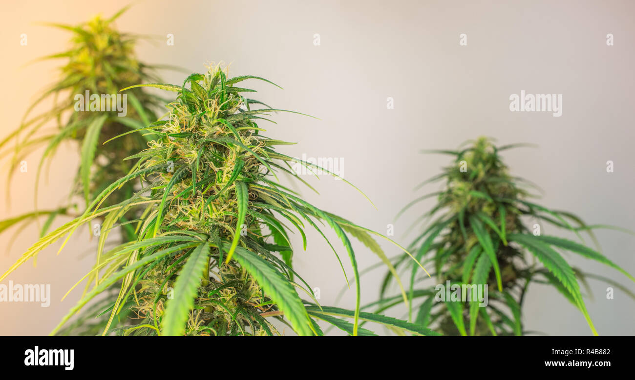 Medical marijuana plant hi-res stock photography and images - Alamy