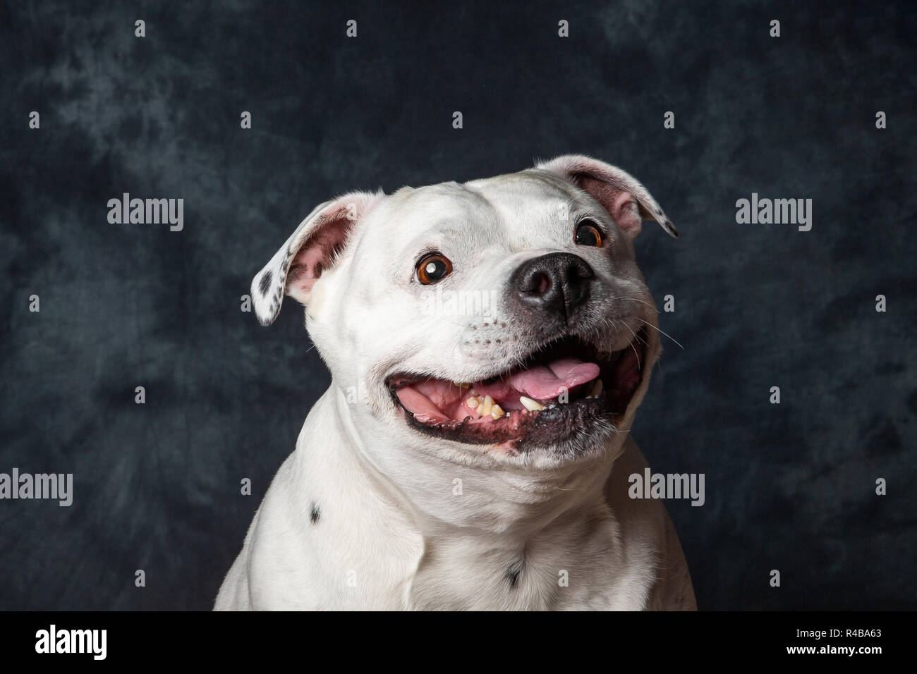 Old staffordshire bull terrier hi-res stock photography and images - Alamy