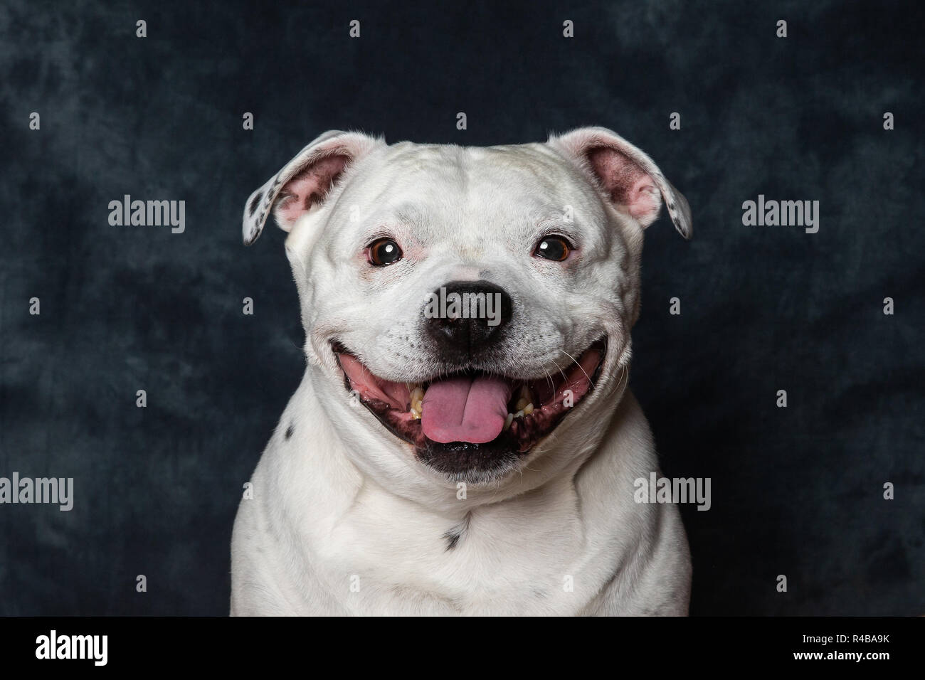 Old staffordshire bull terrier hi-res stock photography and images - Alamy