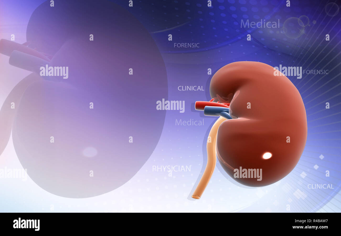 Kidney renal blood vessel anatomy hi-res stock photography and images ...